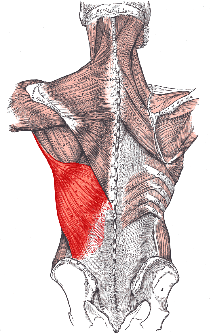 The Complete Guide To Training Your Back